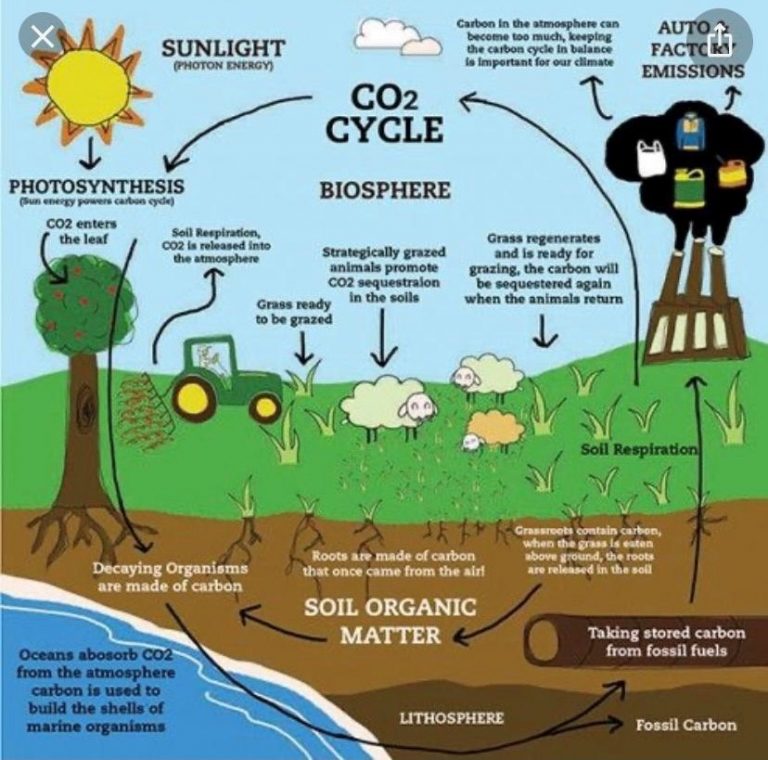 Why Should I Use Peat Free Compost? - Chester Cooke