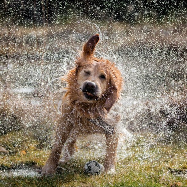 5 dog products for a wet dog walker this soggy Spring - Chester Cooke